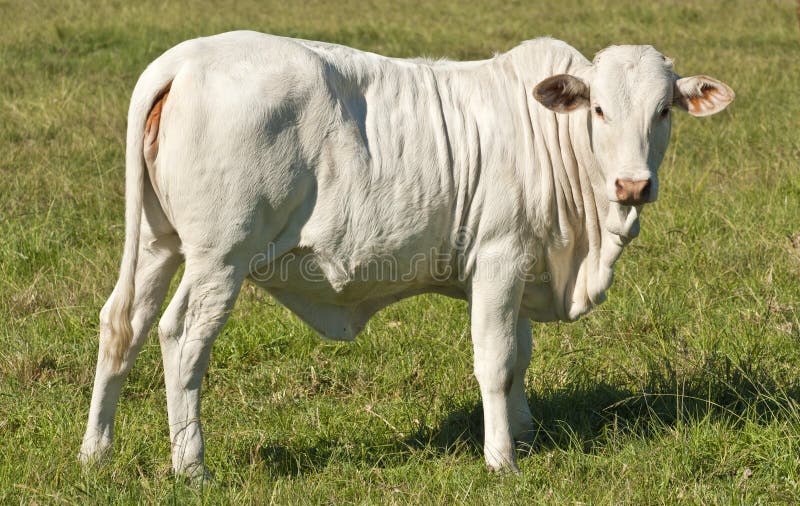 Young White Brahman Breed Cow Stock Image - Image of brahman, farmland ...