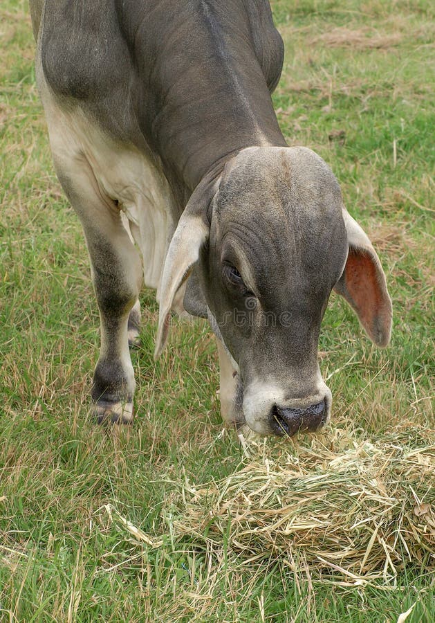 Toro Rojo Del Cebú Del Brahman Foto de archivo - Imagen de lasciva ...