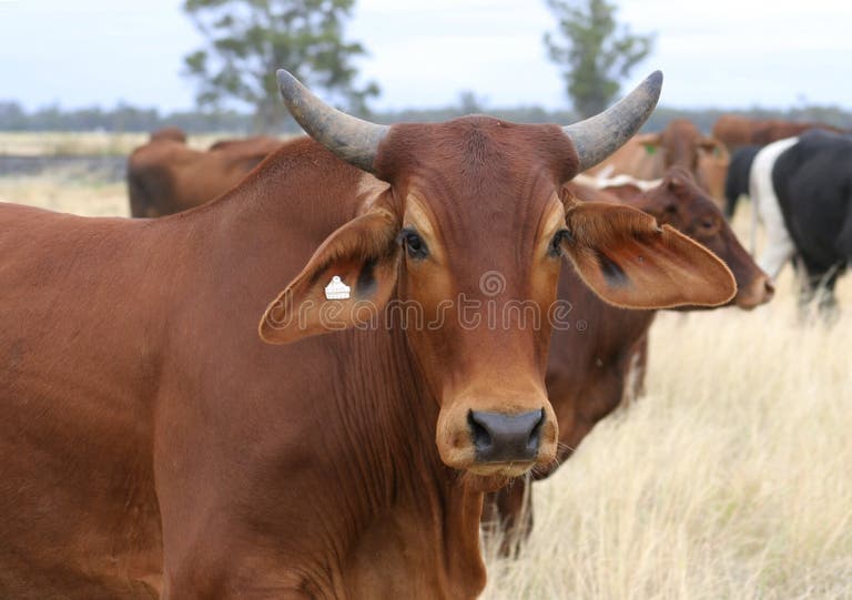 705 Brahman Bullock Steer Stock Photos - Free & Royalty-Free Stock ...