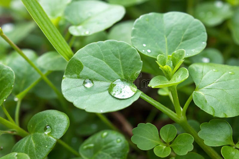 Brahmi Leaves with a Drop of Water Stock Illustration - Illustration of ...