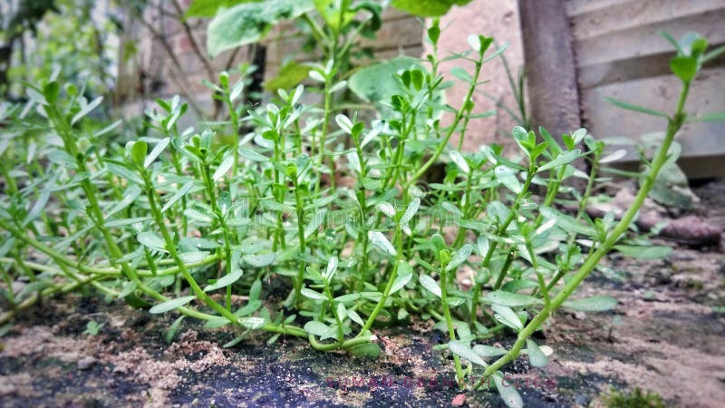 Brahmi tree stock image. Image of memory, medicine, tree - 122635263