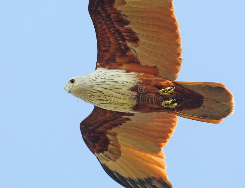 Brahminy Kite stock photo. Image of outdoor, majestic - 45326072