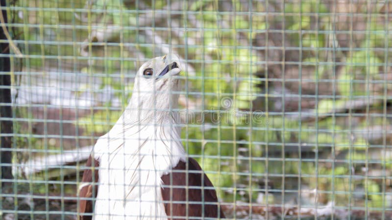 Brahminy Kite or Brown Hawk, Falcon or White Head Eagle in a Cage Stock ...