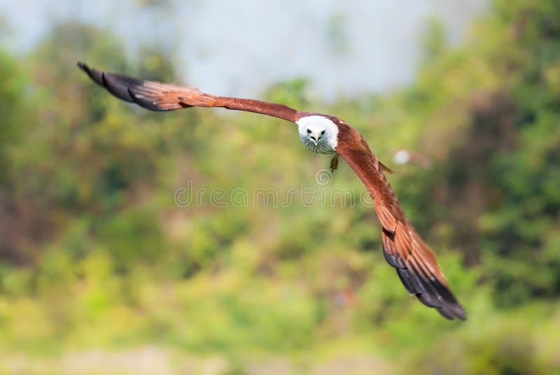 Brahminy Kite Flying Over the Water Stock Image - Image of animal, bird ...