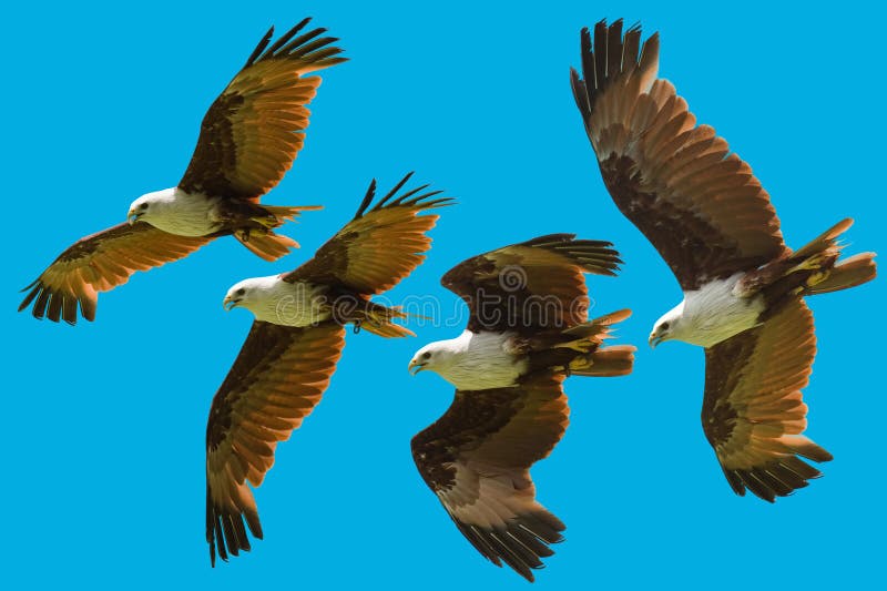 169 Bird Flying Sequence Stock Photos - Free & Royalty-Free Stock ...