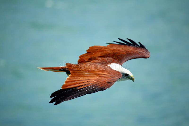 Red Kite raptor flying stock photo. Image of milvinae - 57658020