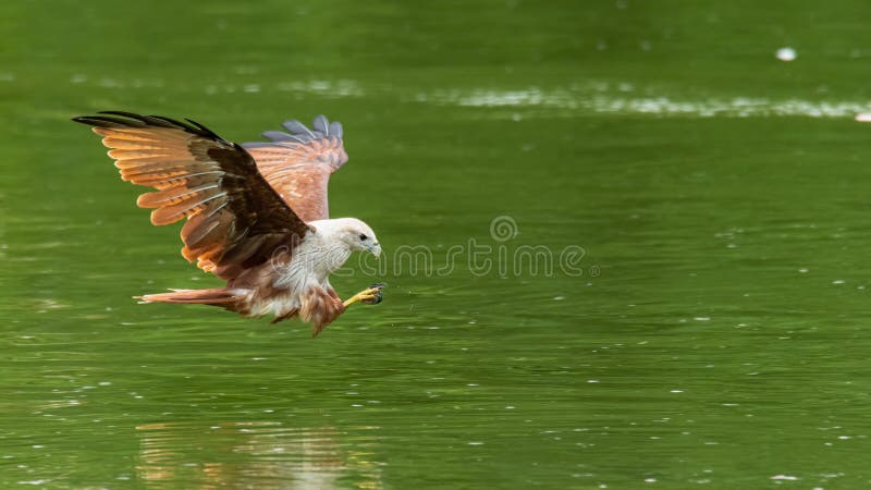 Red kite swooping stock photo. Image of kite, swooping - 138326904
