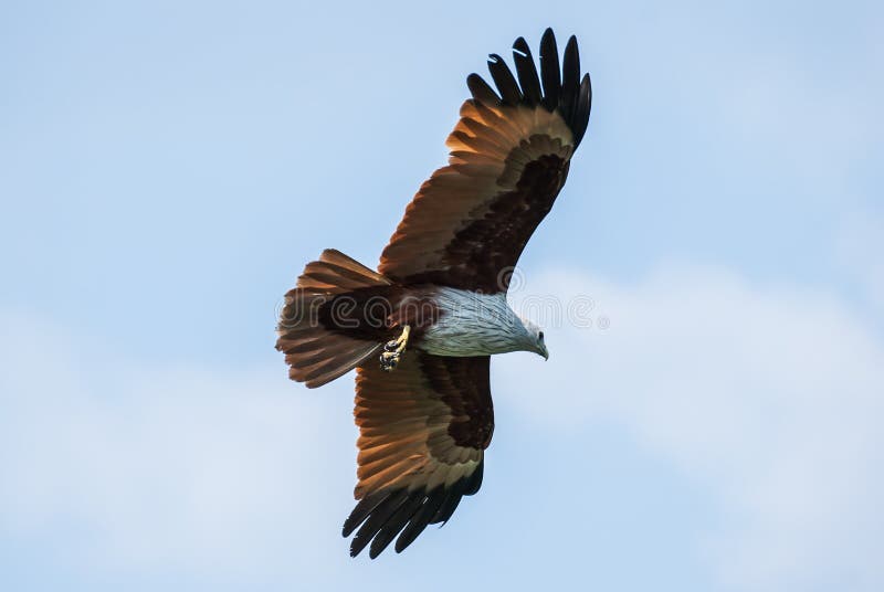 Brahminyvlieger Die Over Het Water Vliegen Stock Foto - Image of ...