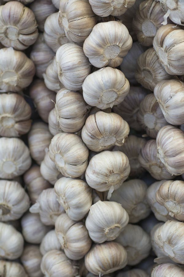 Braid of garlic stock image. Image of allium, horizontal - 77433853