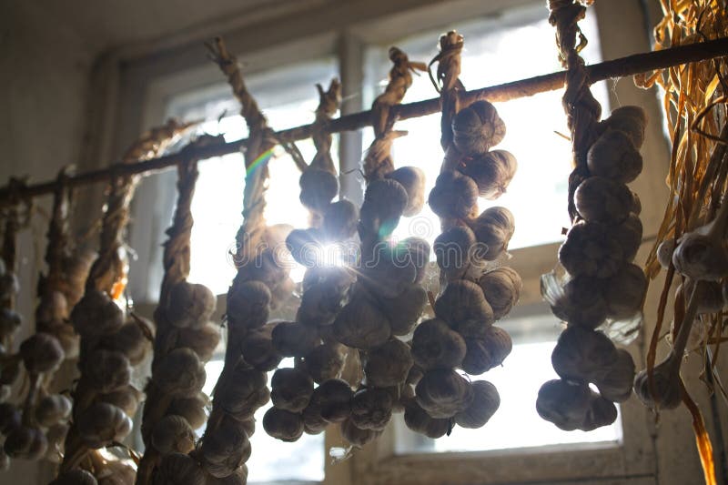 546 Braided Garlic Stock Photos - Free & Royalty-Free Stock Photos from ...