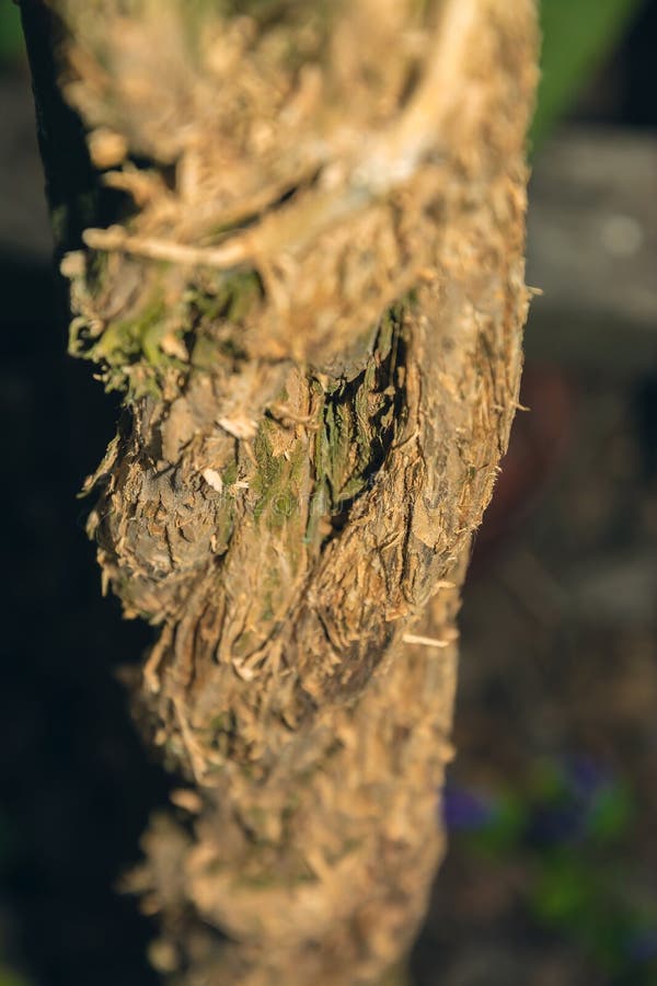 Braided Grape Trunk. Durable Trunk of a Forest Tree Stock Image - Image ...