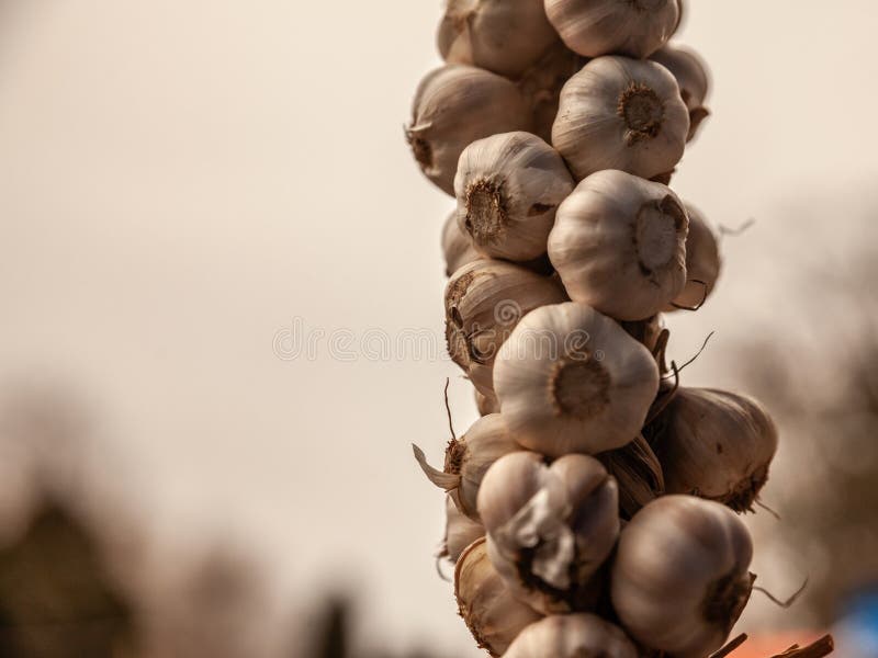 A Braided String of Garlic Bulbs Hangs Prominently in a Serbian Market ...