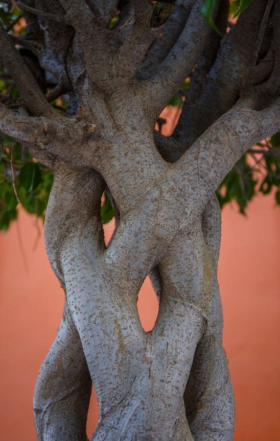 Braided tree. stock image. Image of nature, twisted, summer - 71790369