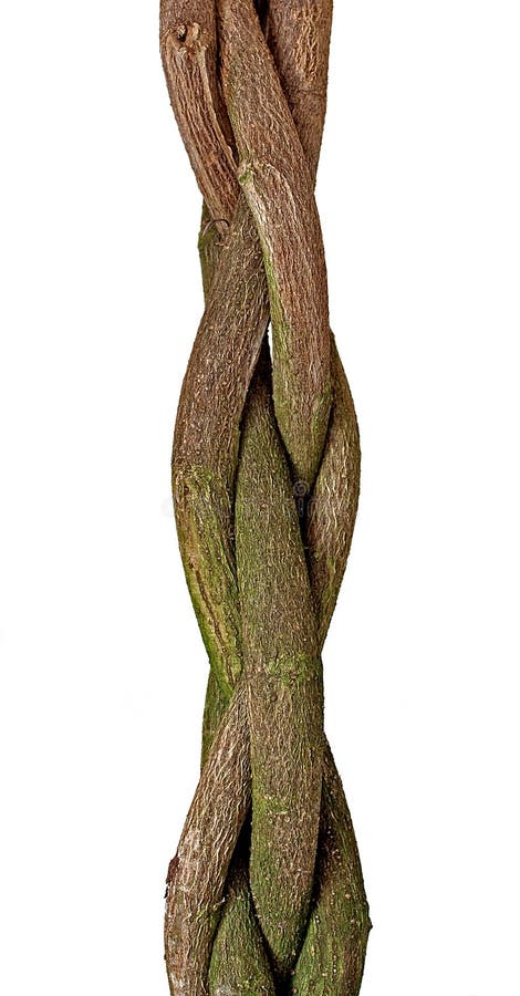 Braided Tree Trunk stock image. Image of nature, macro - 24868247