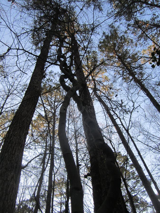 Braided Tree Trunk stock image. Image of nature, macro - 24868247