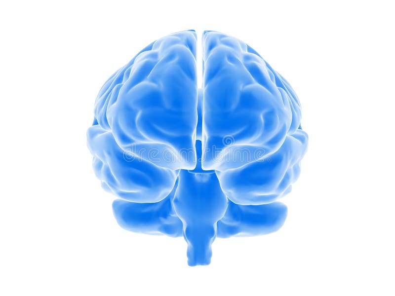 Front view of human brain stock illustration. Illustration of organs ...