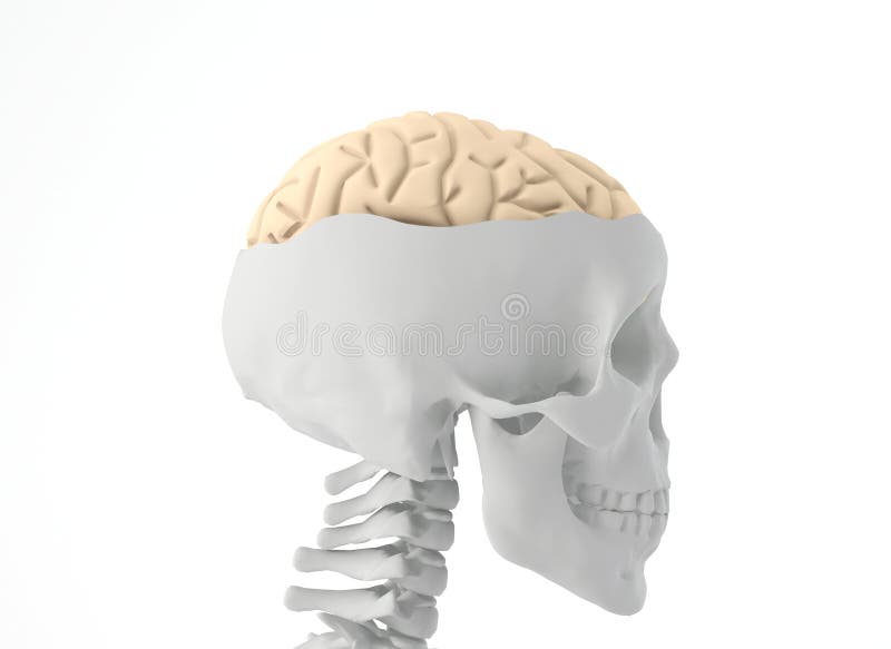 Human Body, Skeleton and Brain Stock Illustration - Illustration of ...