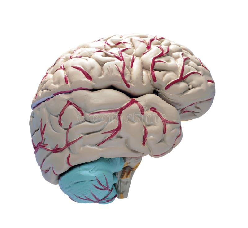 Real Brain stock image. Image of closeup, head, surgery - 146097