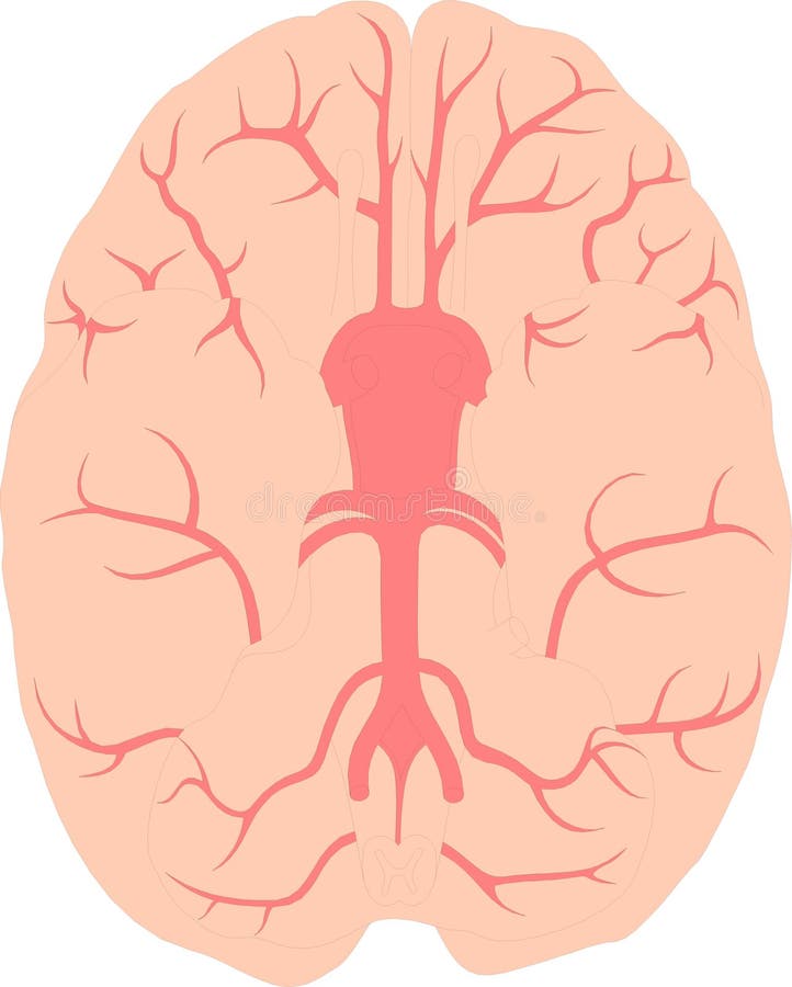 The Brain , the Vessels of the Brain Stock Vector - Illustration of ...