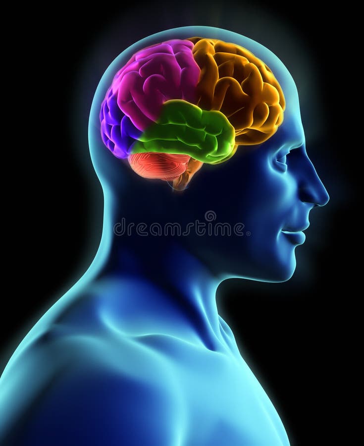 Human Body, Skeleton and Brain Stock Illustration - Illustration of ...