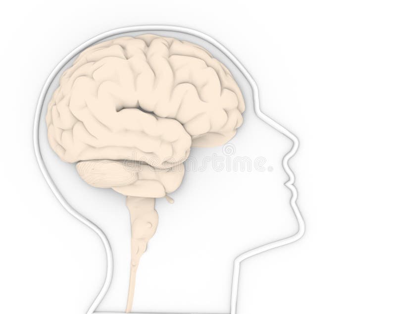 Brain stock illustration. Illustration of head, physiology - 2869740