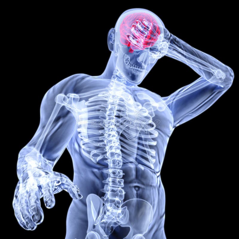 FeMale Brain Anatomy with Nervous System Stock Illustration ...