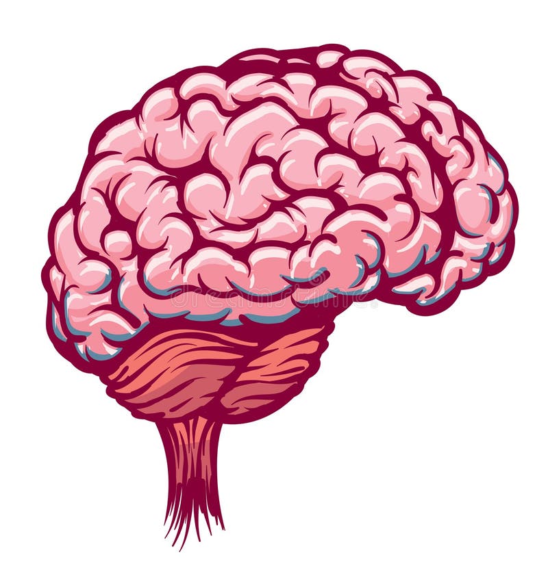 Brain stock vector. Illustration of brain, idea, science - 18645824