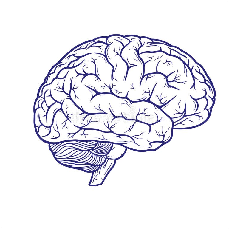 Drawing of a Human Brain Viewed from the Side, Highlighting the Brain S ...