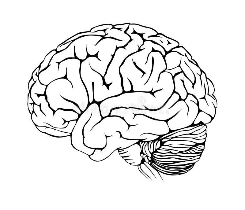 Brain Clip Art Stock Illustrations – 7,872 Brain Clip Art Stock ...