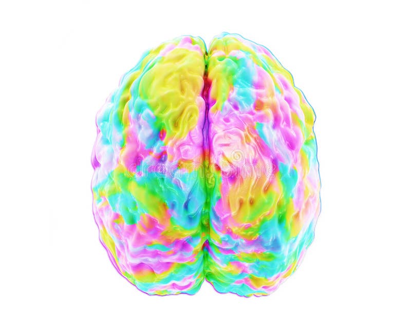 Human Brain Top View Stock Illustrations – 618 Human Brain Top View ...