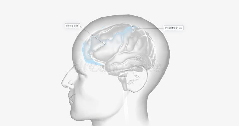 Brain Activity in Frontal Lobe Stock Illustration - Illustration of ...