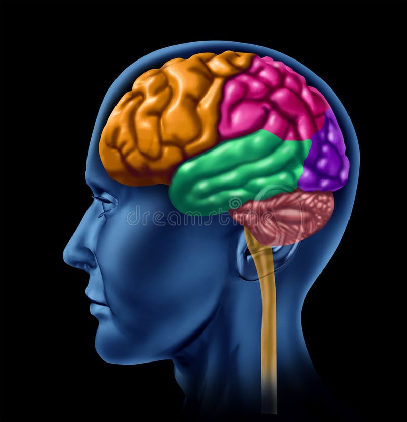 Brain Activity Intelligence Stock Illustration - Illustration of lobes ...