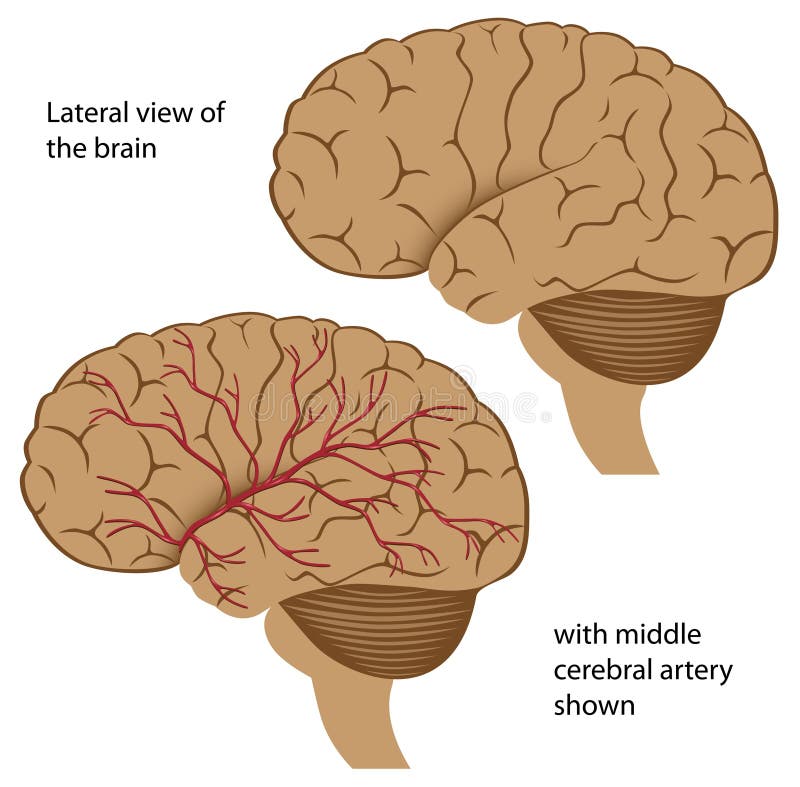 Brain anatomy stock vector. Illustration of cortex, memory - 19891186