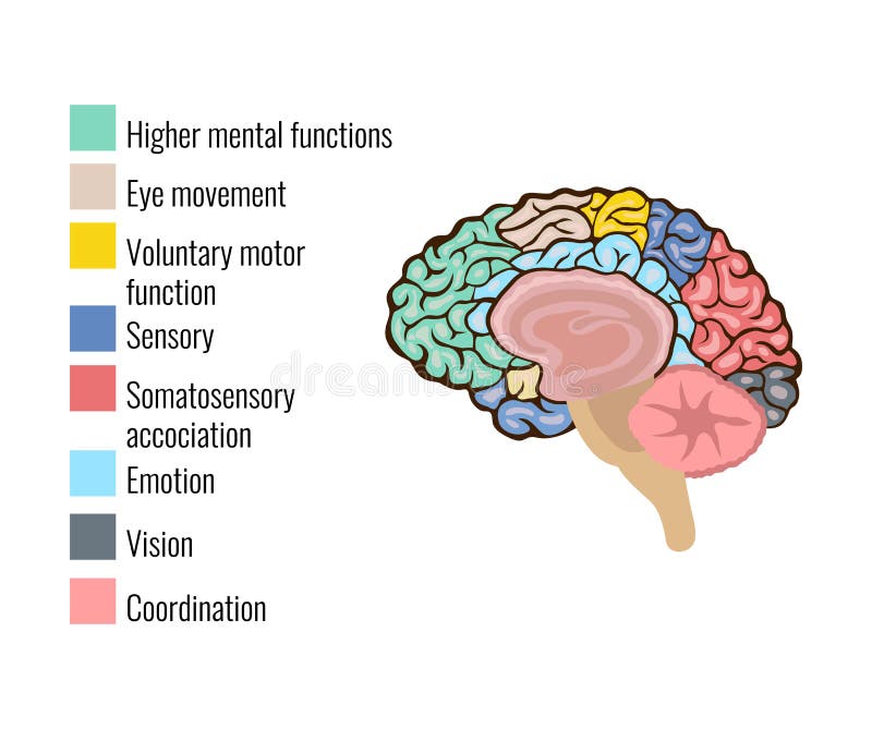 Brain Anatomy Functions Composition Stock Vector - Illustration of ... Brain Anatomy Functions Composition Stock Vector - Illustration of ...