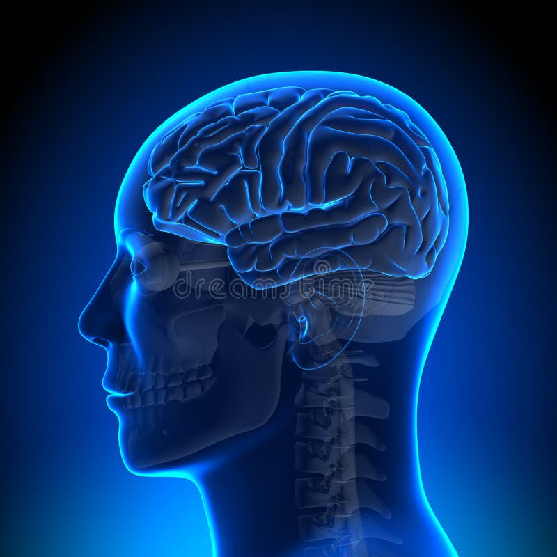 Brain Anatomy - Brain Blue Blank Stock Illustration - Illustration of ...