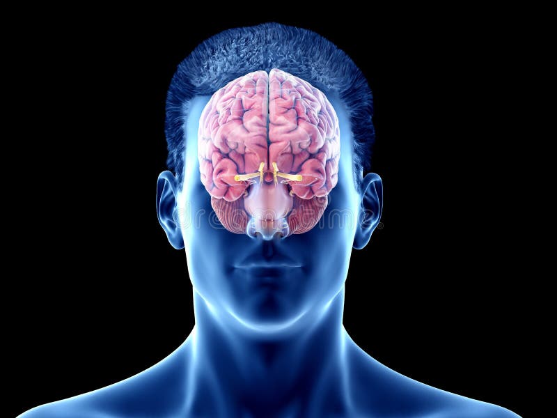 The Brain Anatomy - the Cortex Stock Illustration - Illustration of ...