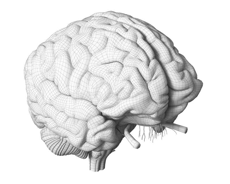 Wire brain stock illustration. Illustration of anatomy - 2719946