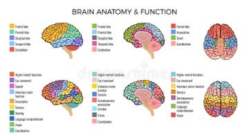 Human Brain Keys Stock Illustrations – 81 Human Brain Keys Stock ...