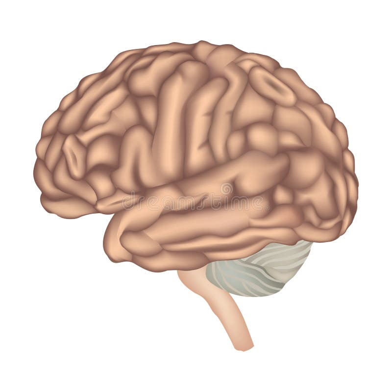 Brain Lateral View