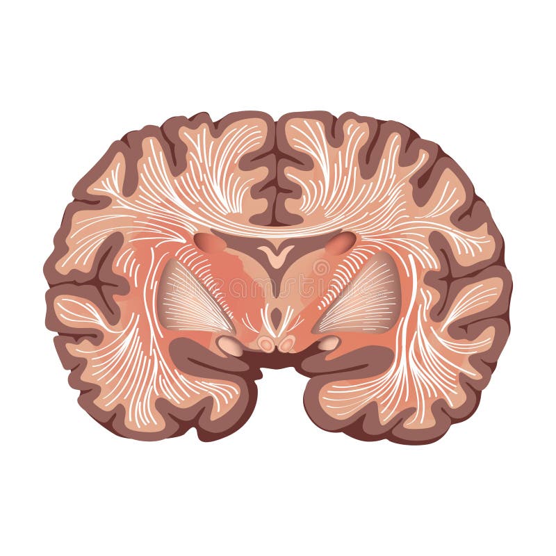 Brain stock vector. Illustration of pons, midbrain, nervous - 18293816