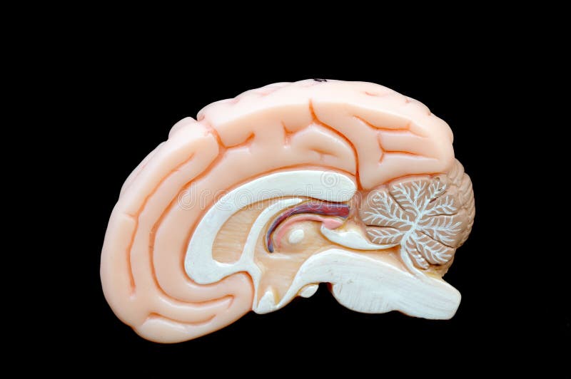 Central Nervous System Brain Unlabeled