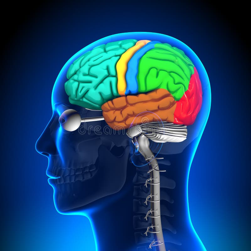 De Delen Van Hersenen - Detail Stock Illustratie - Illustratie ...