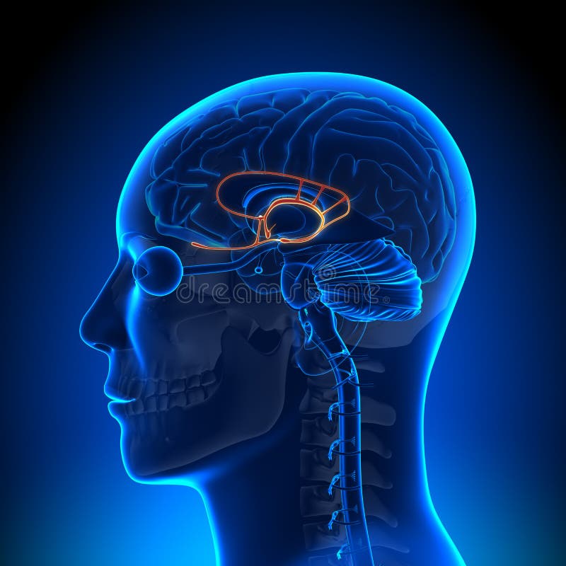 Brain Anatomy - Limbic System Stock Illustration - Illustration of ...