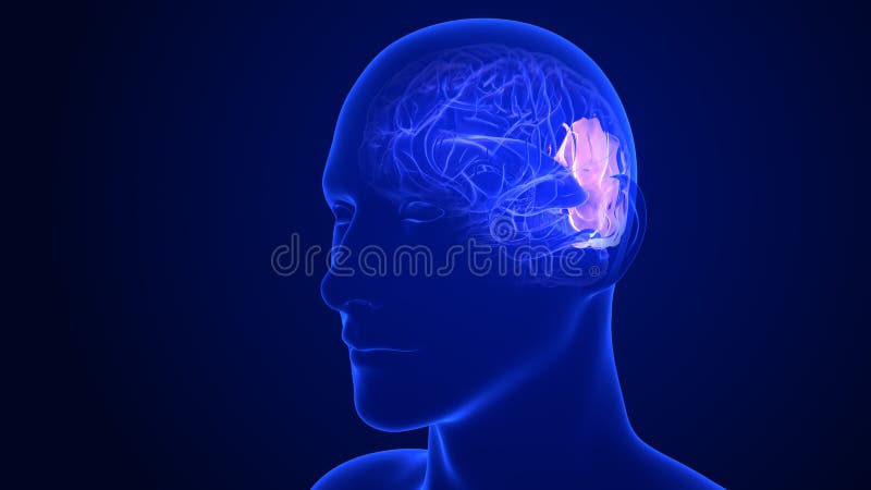 Brain Anatomy - Parietal Lobes. 3d Rendering Stock Illustration ...
