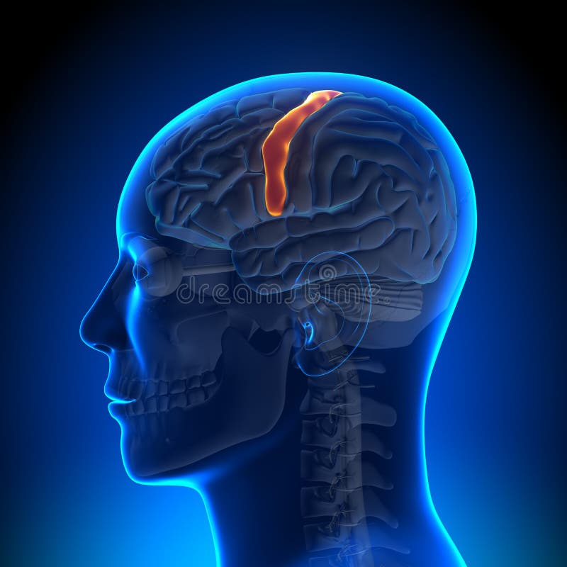 Brain Stock Illustrationen, Vektoren, & Kliparts - 7,104 Stock ... Brain Stock Illustrationen, Vektoren, & Kliparts - 7,104 Stock ...