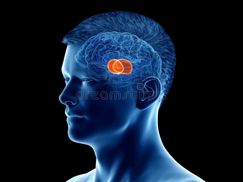 The Brain Anatomy - the Thalamus Stock Illustration - Illustration of ...