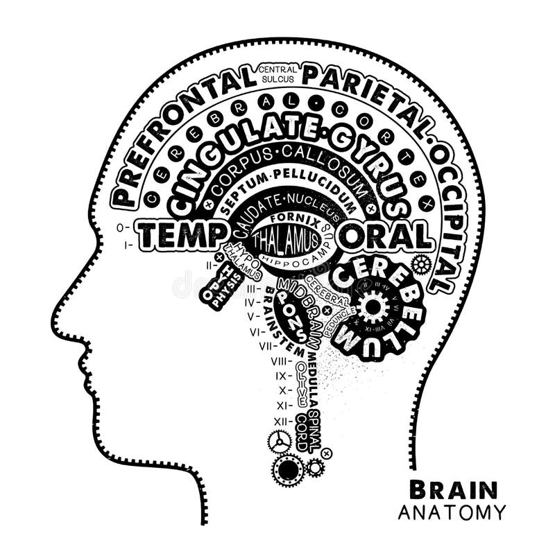 Brain Anatomy Typographic Artwork. Inspirational Vector Illustration ...