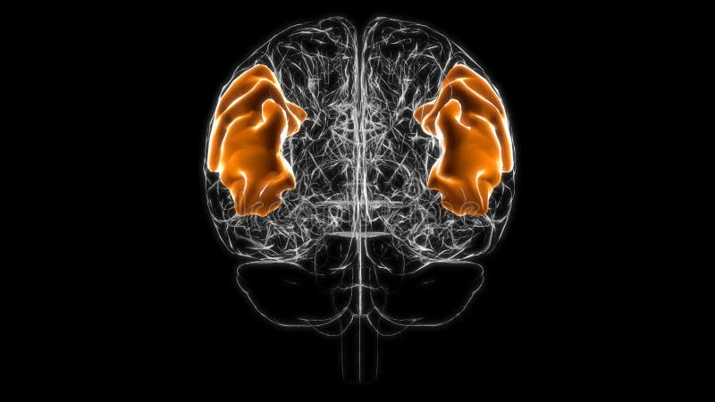 Brain Angular Gyrus Anatomy for Medical Concept 3D Animation Stock ...