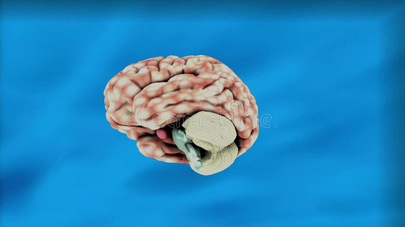 Brain Animation with Complex Brain Structures Stock Video - Video of ...
