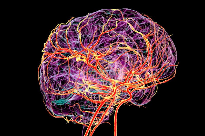 Brain Arteries, 3D Illustration Stock Illustration - Illustration of ...